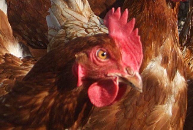 Karl Stumpf Landesproduktenhandel GmbH | Agrobrain