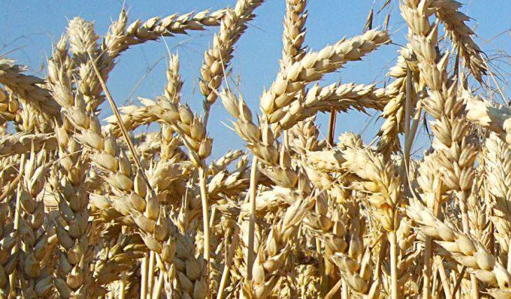 Karl Stumpf Landesproduktenhandel GmbH | Agrobrain